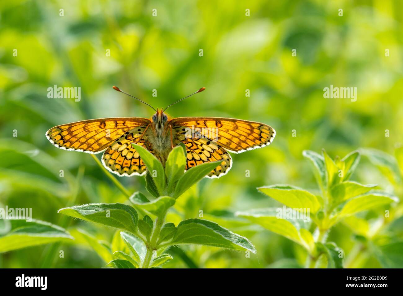 Chequered fritillary hi-res stock photography and images - Alamy
