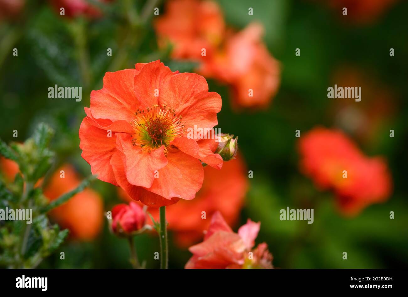 Beautiful bright red Geum flowers (Rosaceae species Stock Photo - Alamy