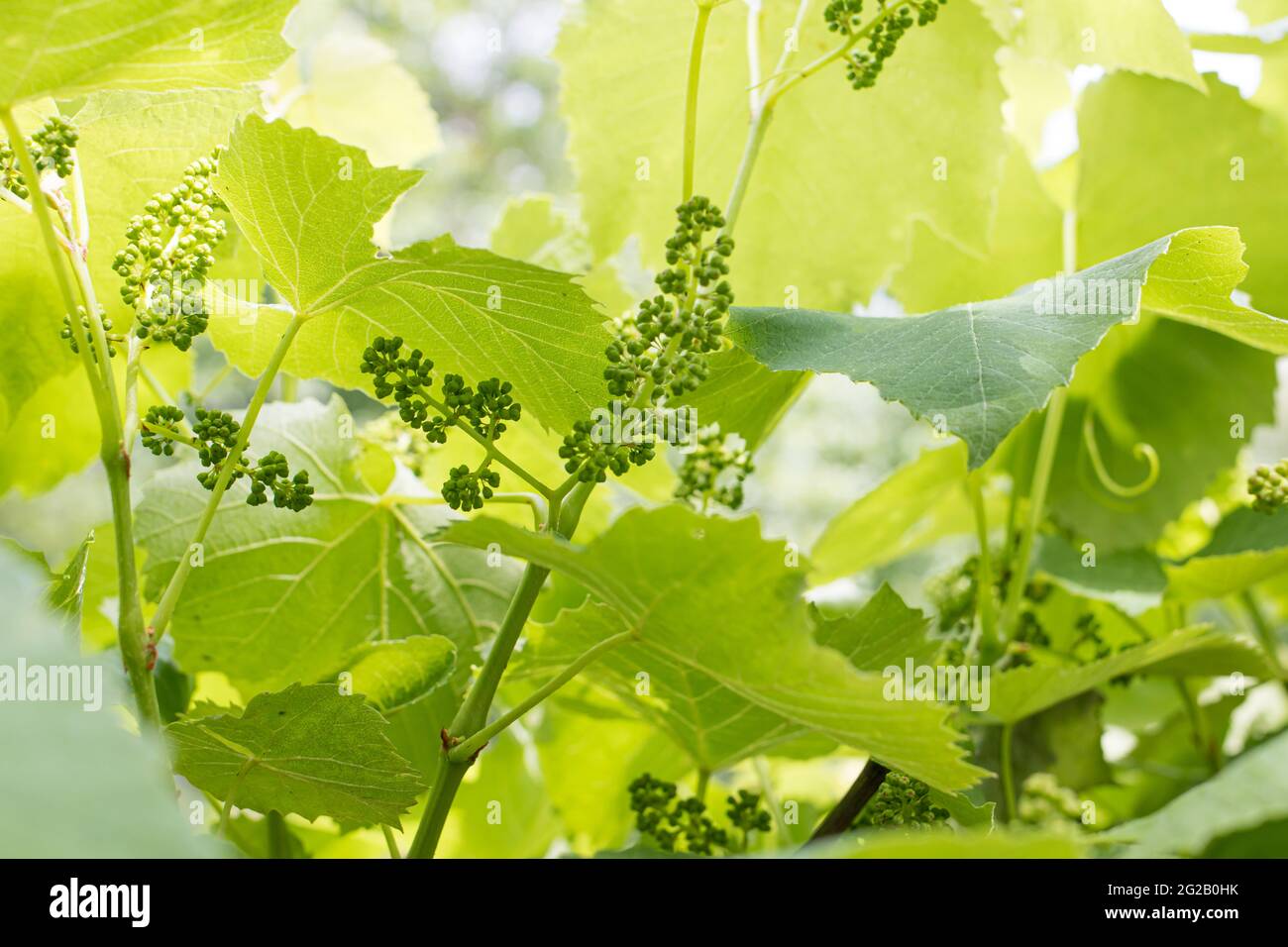 Green unripe grapes - small bunches close-up vineyard and grape leaves ...
