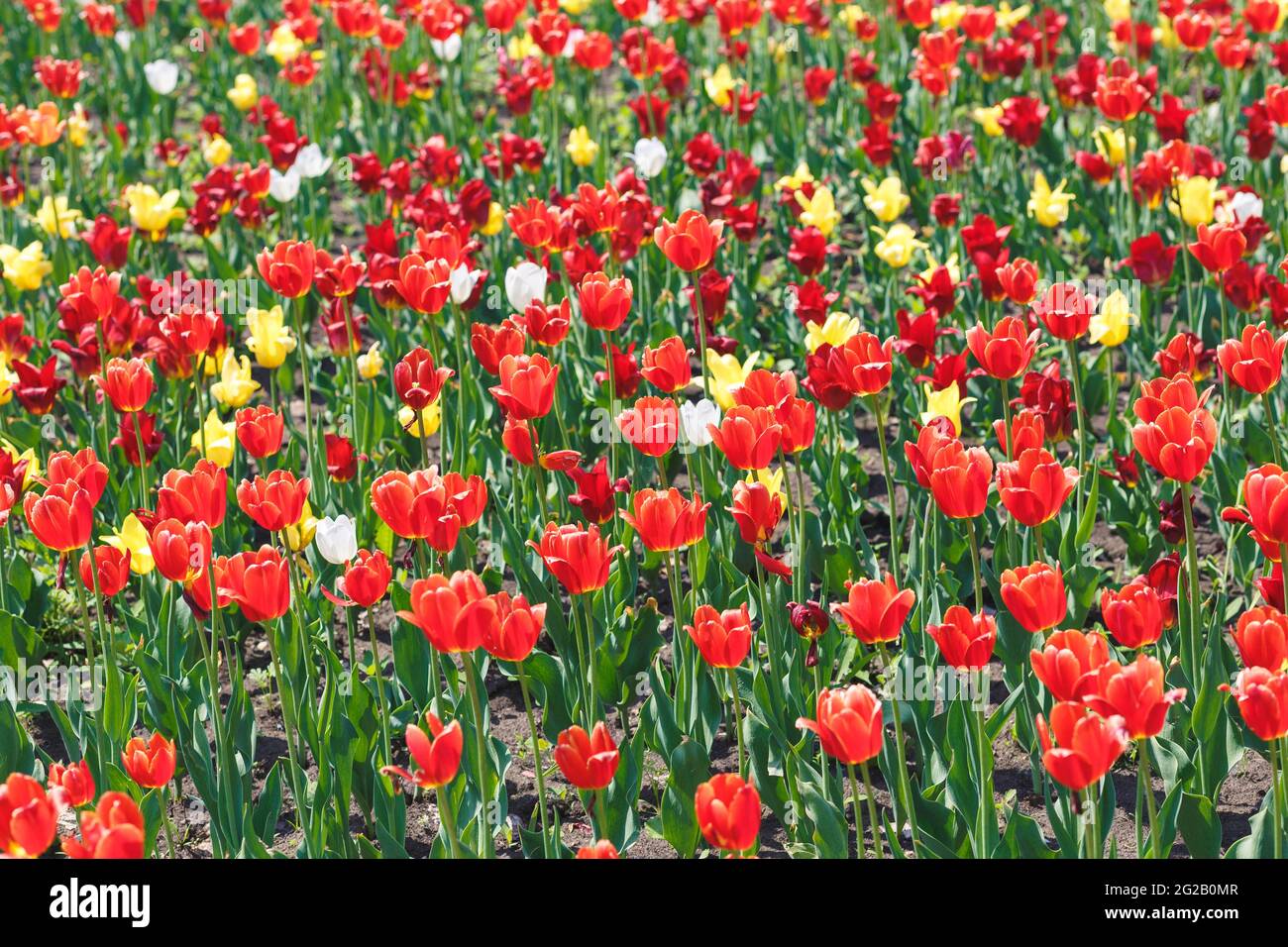 Mix of large leaves hi-res stock photography and images - Alamy