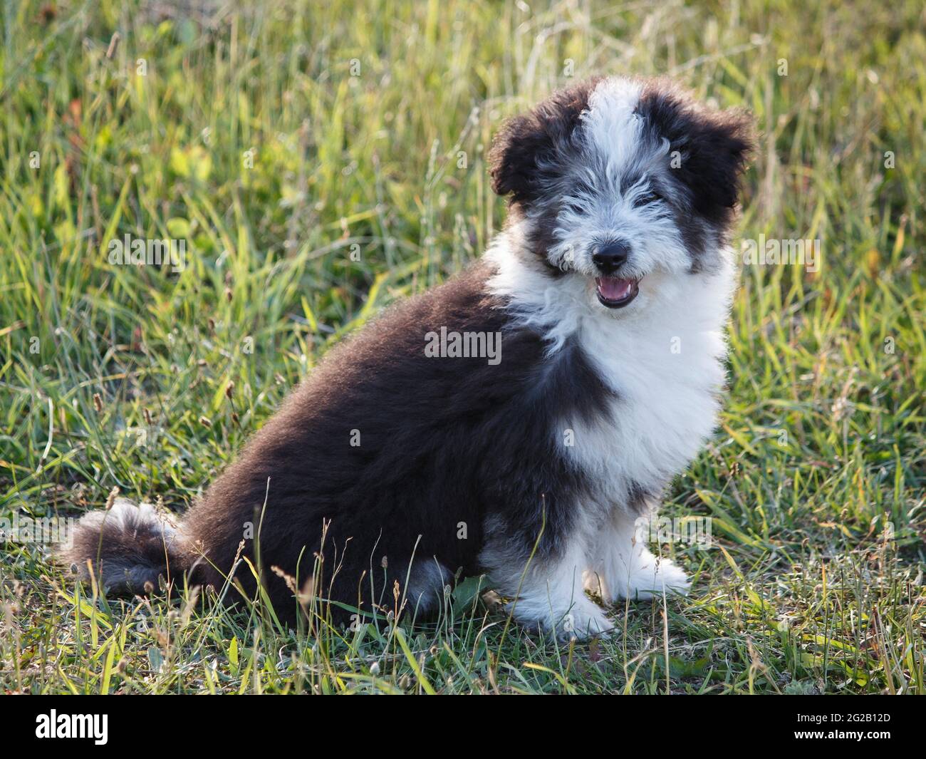 Portrait of dog outdoor Stock Photo - Alamy