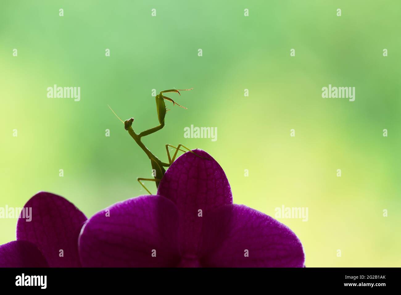 Praying Mantis Butterfly High Resolution Stock Photography and Images ...