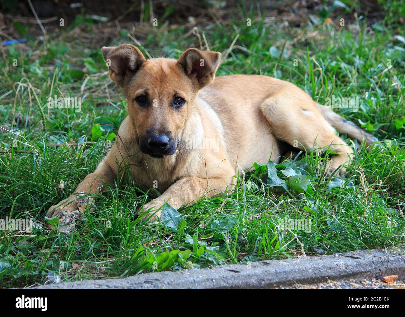 Portrait of dog outdoor Stock Photo - Alamy