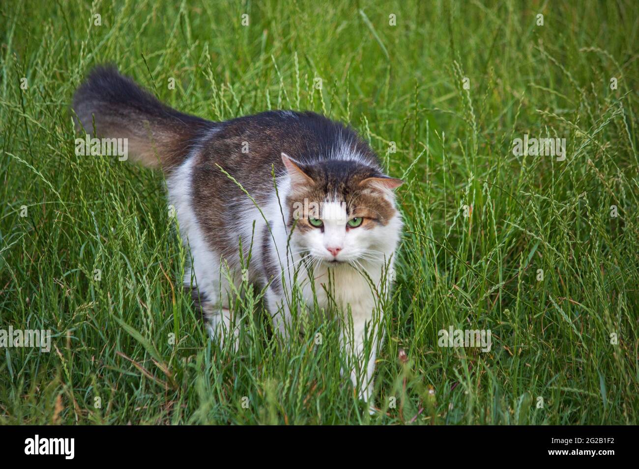 Small spotted cats hi-res stock photography and images - Alamy