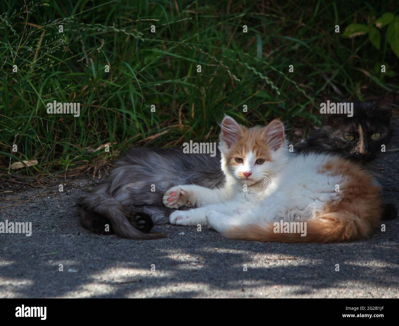 Homeless kittens playing in the street Stock Photo - Alamy