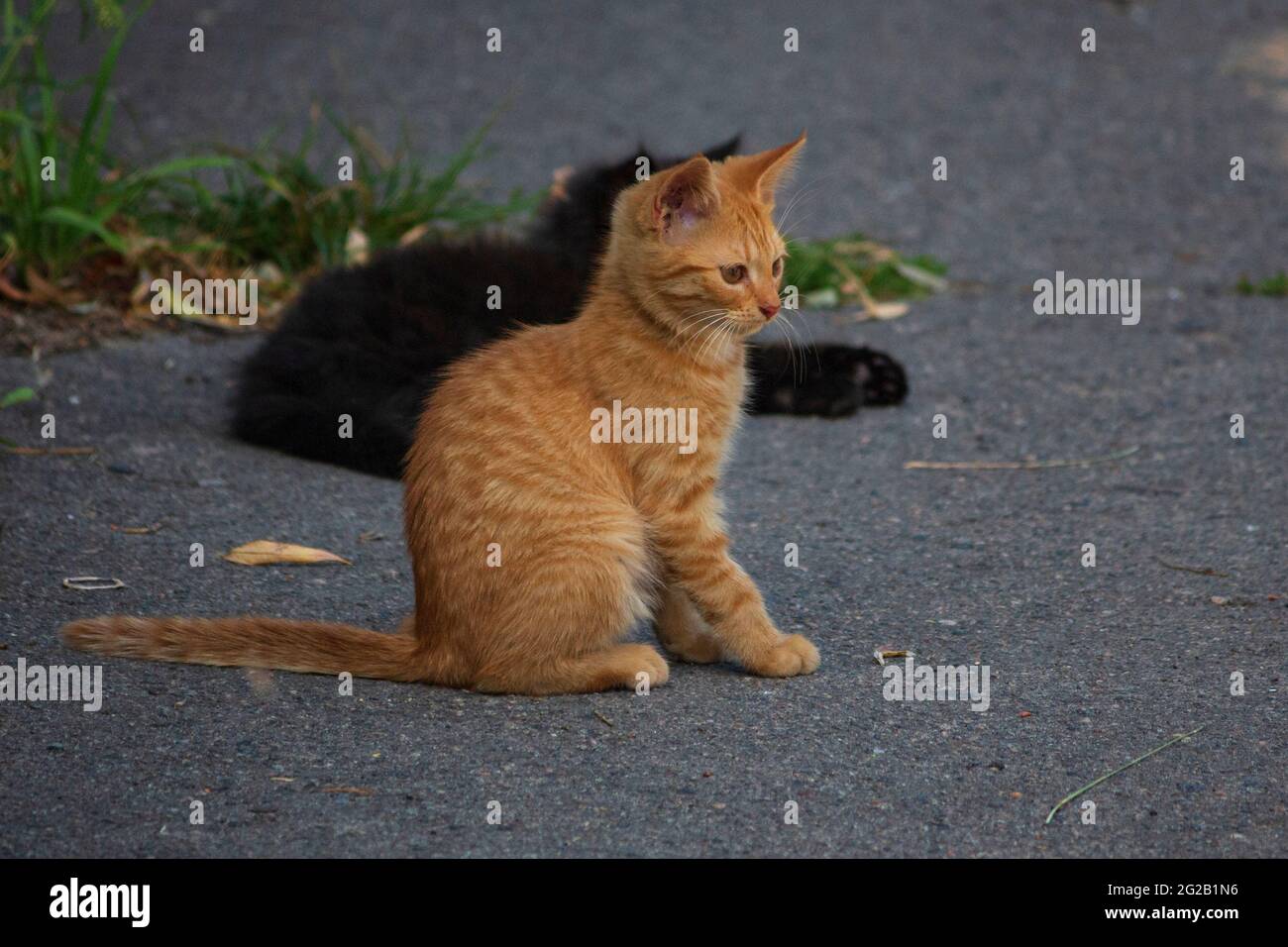 Homeless kittens playing in the street Stock Photo - Alamy