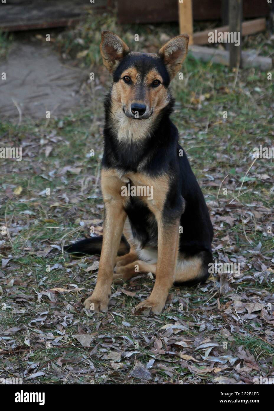 Outdoors with dogs hi-res stock photography and images - Alamy