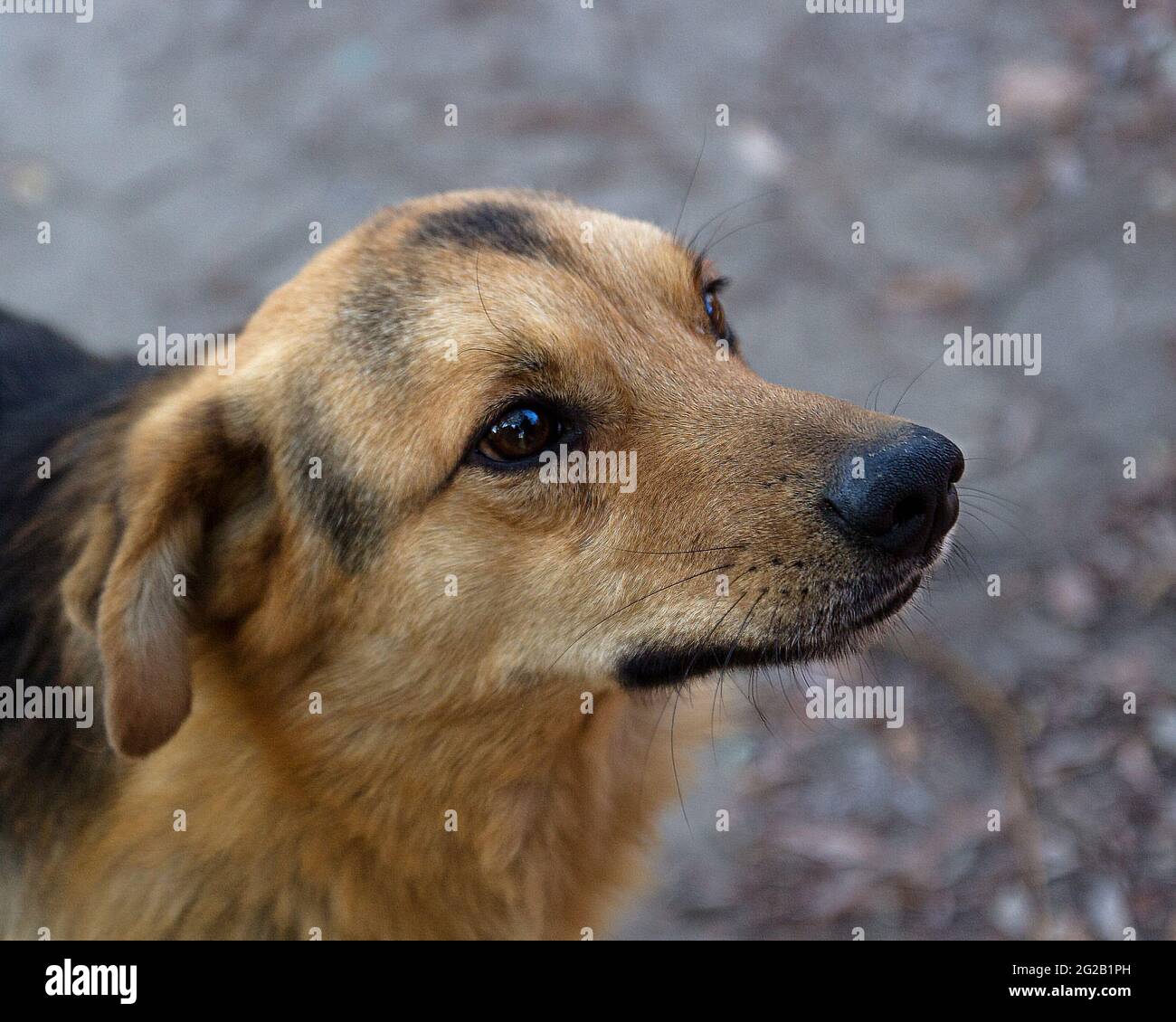 Outdoors with dogs hi-res stock photography and images - Alamy