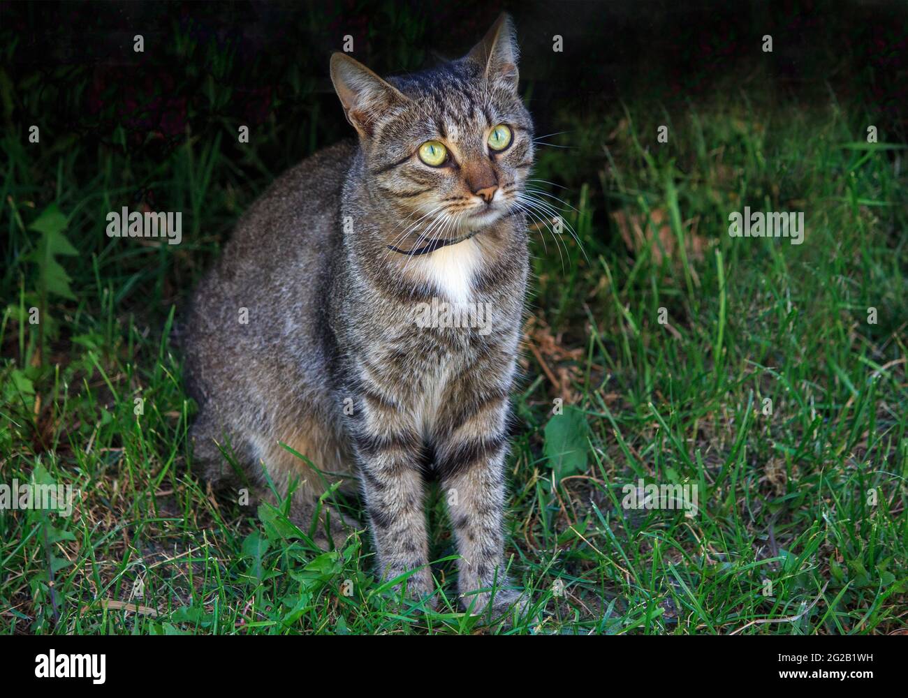 Portrait of homeless cat Stock Photo - Alamy