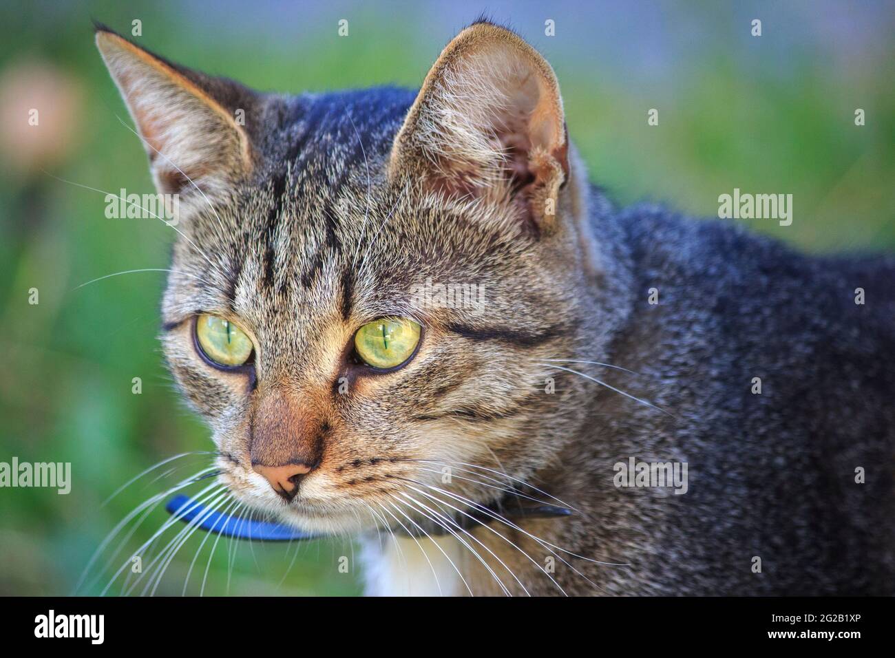 Portrait of homeless cat Stock Photo - Alamy