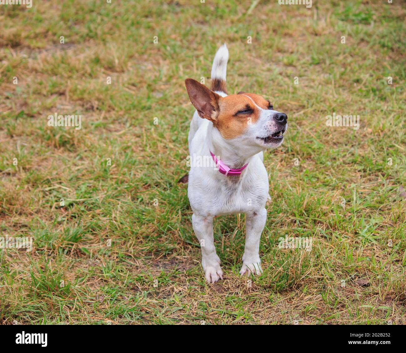 Portrait of dog outdoor Stock Photo - Alamy