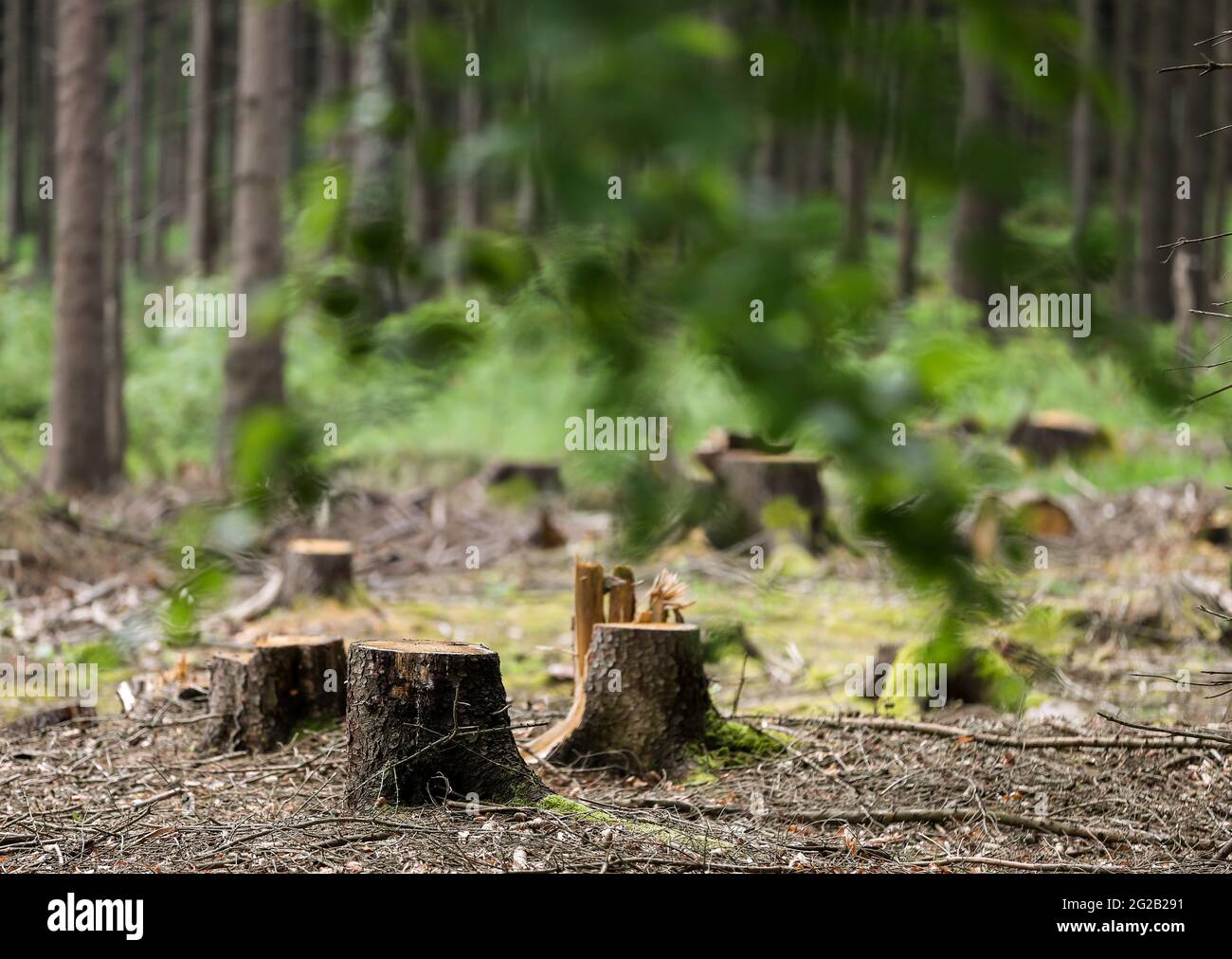 Two thousand trees hi-res stock photography and images - Alamy