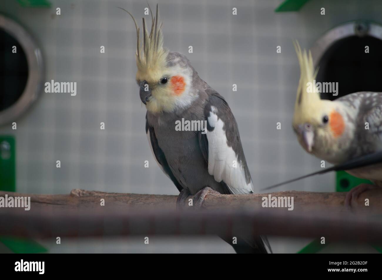 Cockatiels on branch hi-res stock photography and images - Alamy