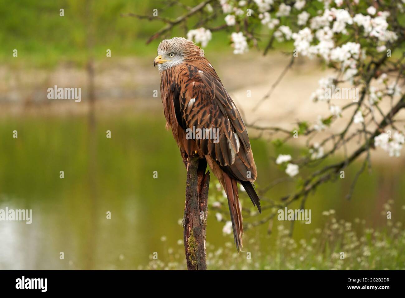 Red kite, sits on a stump in front of a fruit tree with white blossom ...