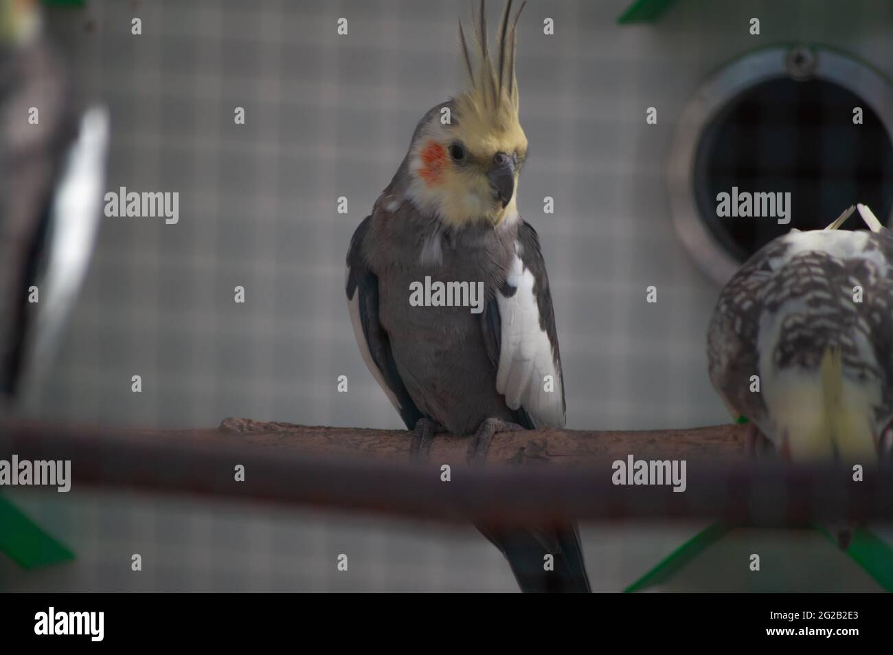 Cockatiels on branch hi-res stock photography and images - Alamy