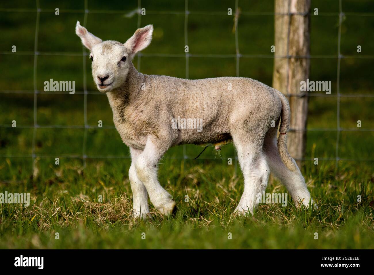 A close-up of a single lamb staring into the distance of the beautiful ...