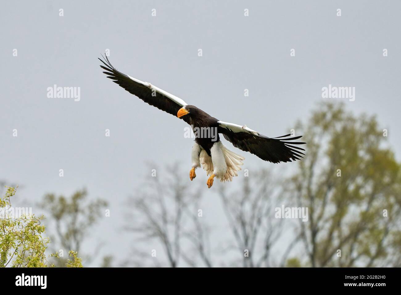 Close-up of a Steller's sea eagle. The bird of prey lands with ...