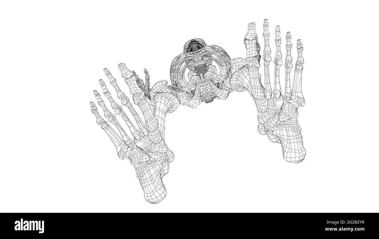 Human skeleton. Vector Stock Vector Image & Art - Alamy