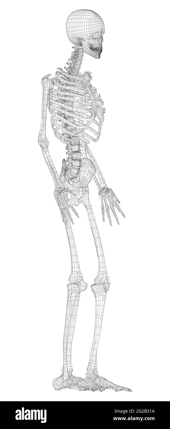 Human skeleton. Vector Stock Vector Image & Art - Alamy