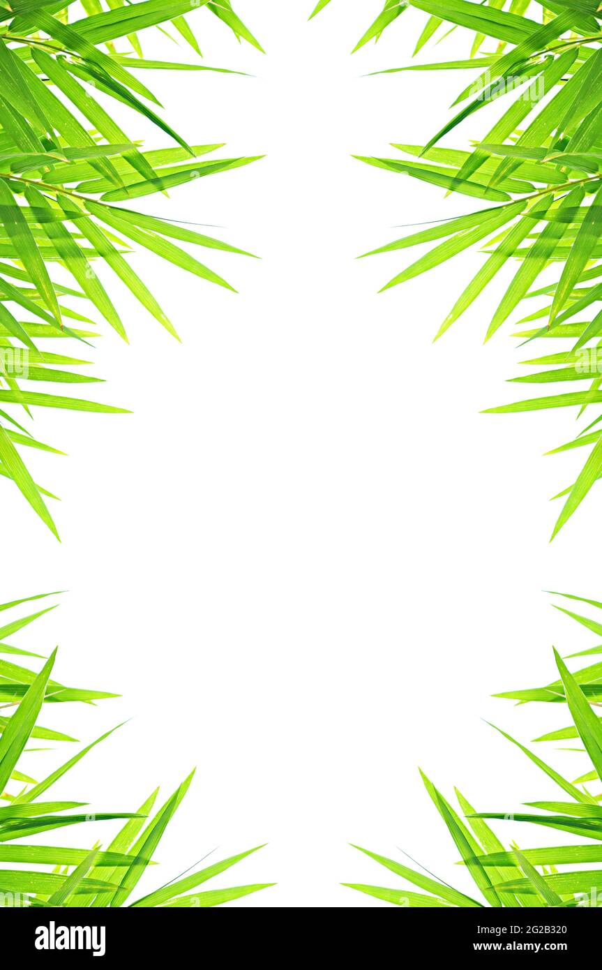 Green Bamboo leafs - border design Stock Photo - Alamy