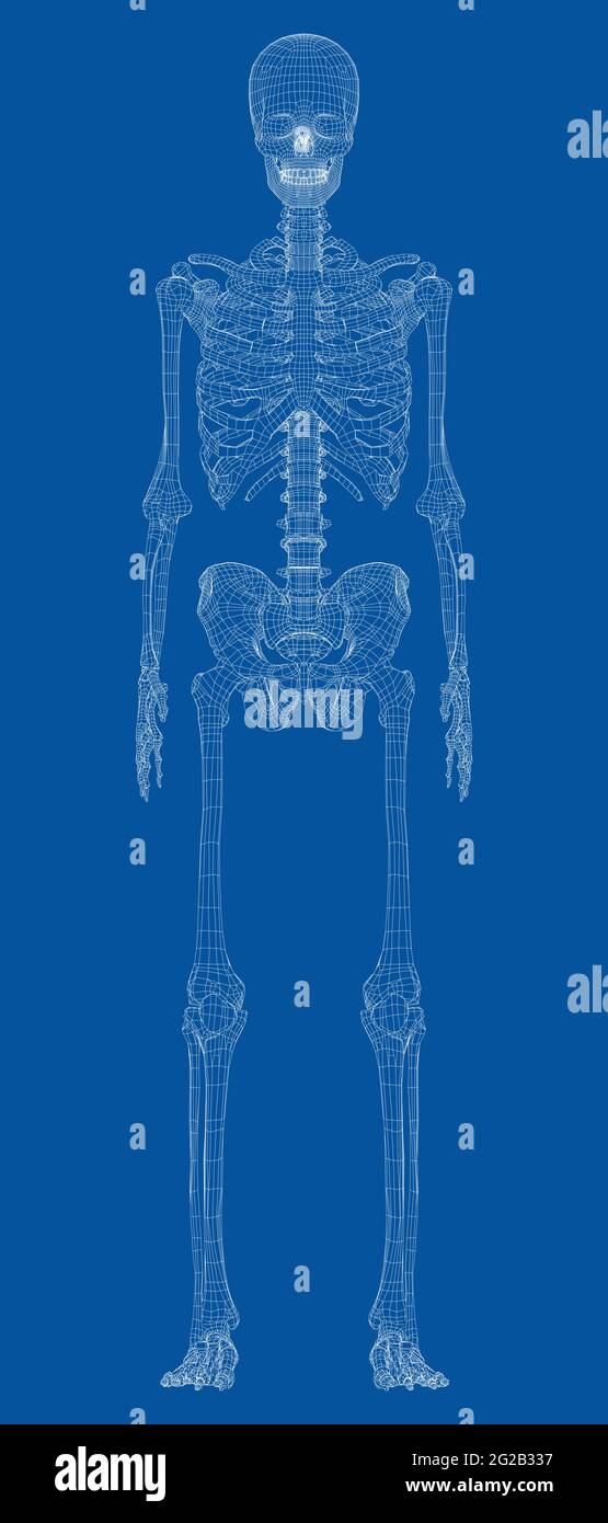 Human skeleton. Vector Stock Vector Image & Art - Alamy