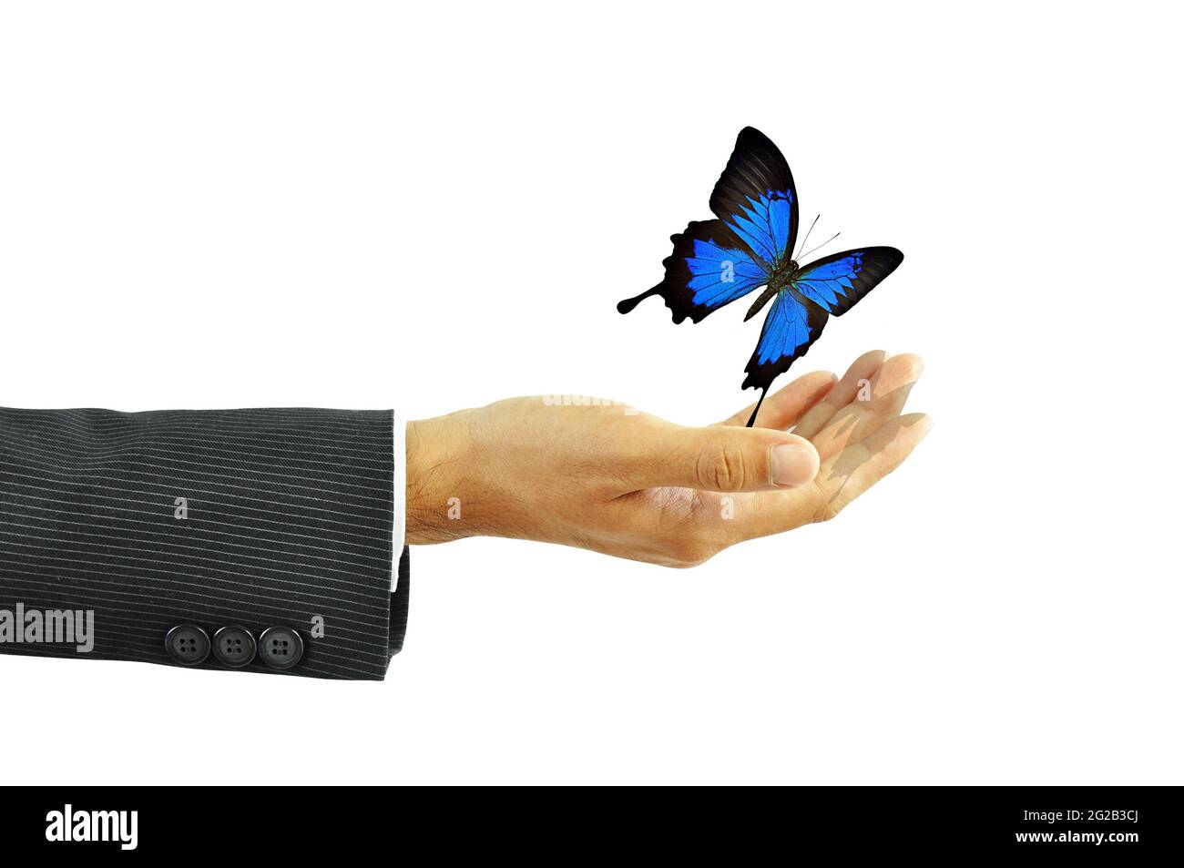 Delicate butterfly texture Cut Out Stock Images & Pictures - Alamy