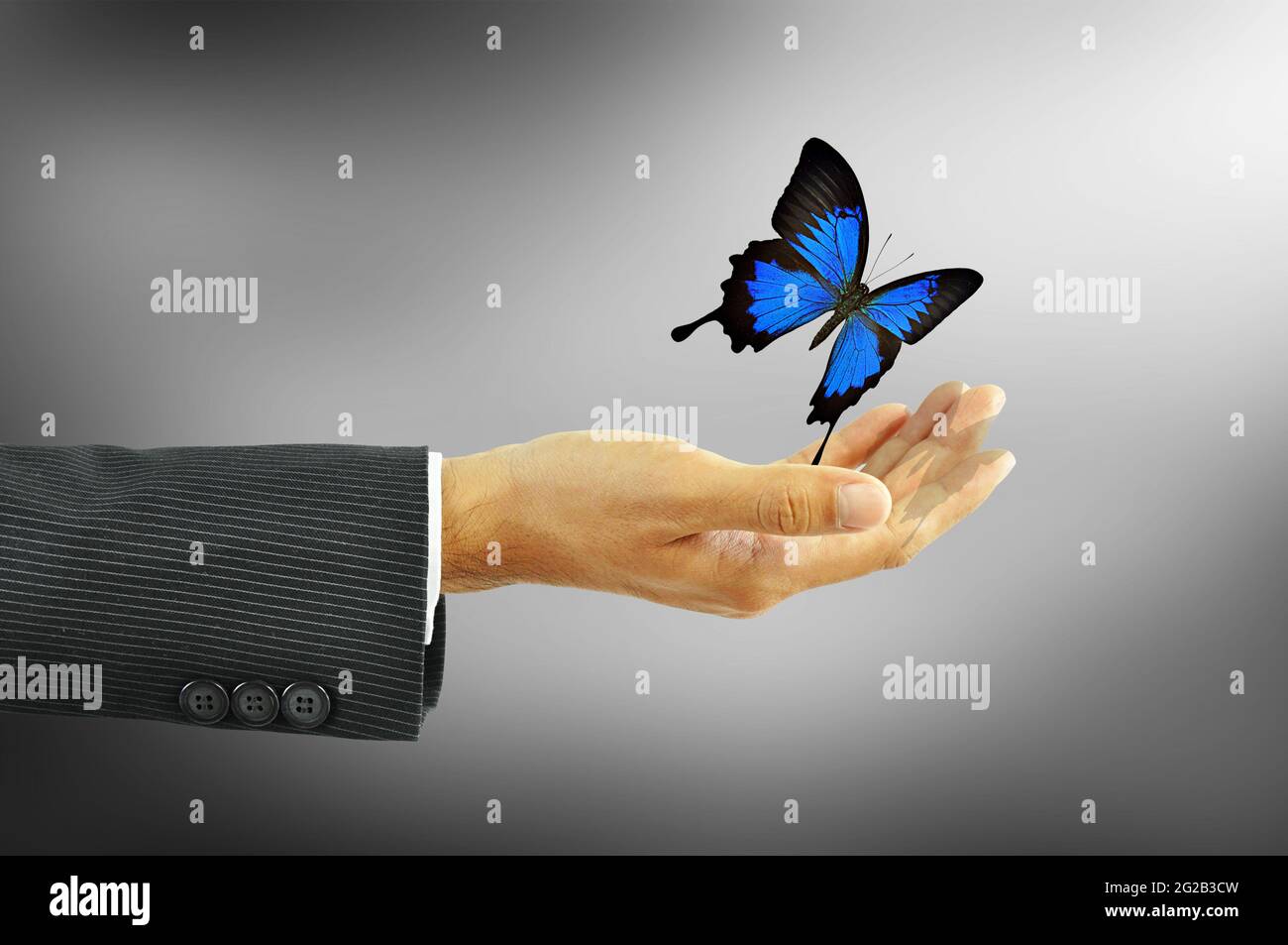 Businessman hand releases blue butterfly Stock Photo - Alamy
