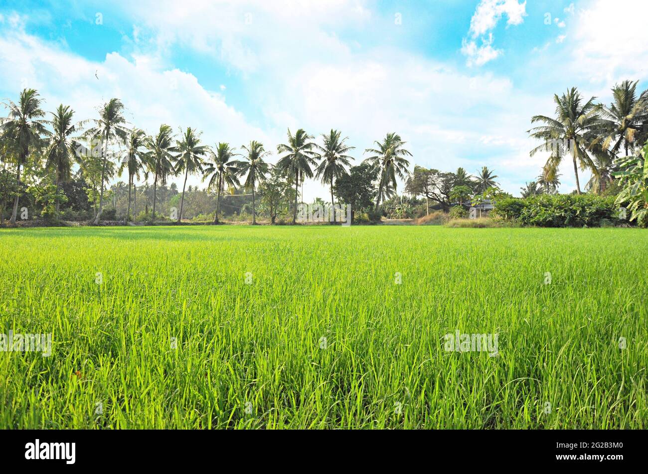 Rice field scenery in countryside Thailand Stock Photo - Alamy