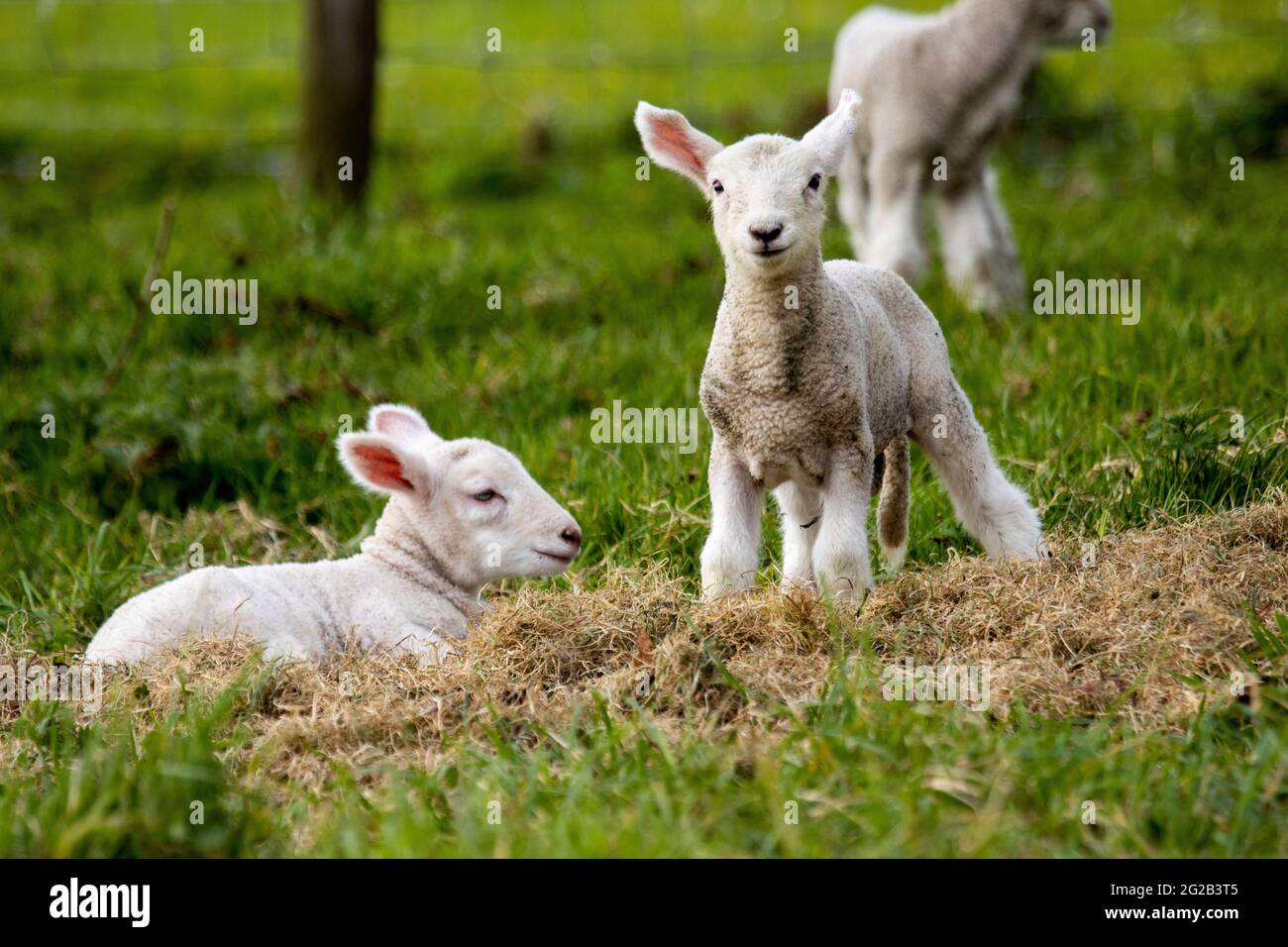 Frolicking lamb hi-res stock photography and images - Alamy