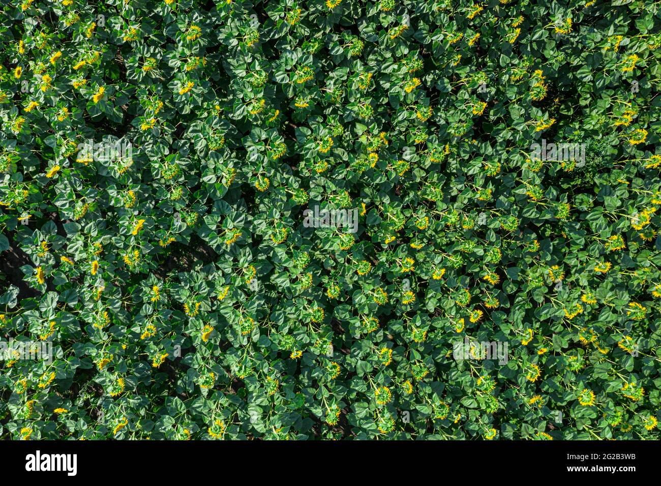Panoramic view of sunflower field. Top view of sunflower heads. Picture ...