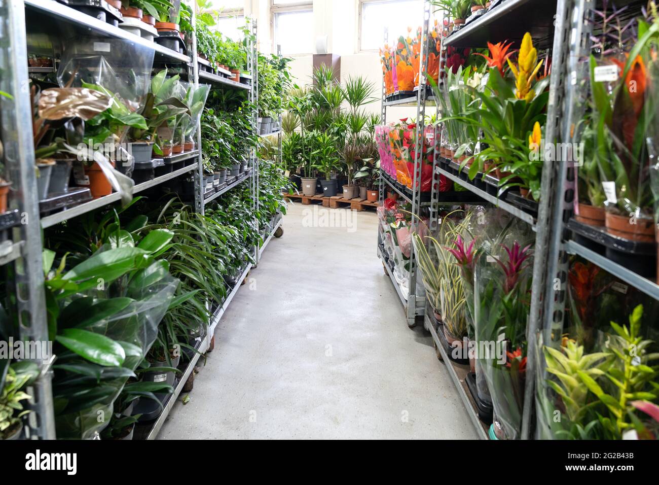 Houseplants or flower shop interior: rows of house plants in pots ...