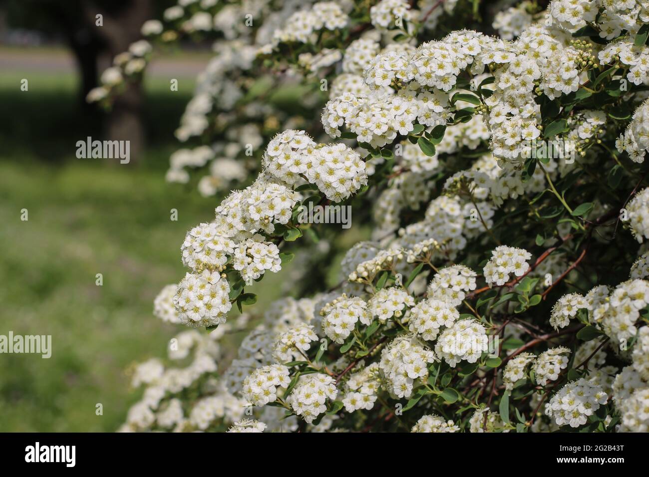 White flowers of shurb spirea, latin name Spirea media in park in ...