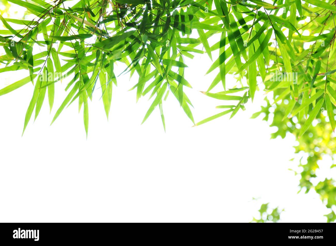 Green Bamboo leaf background - border design Stock Photo - Alamy
