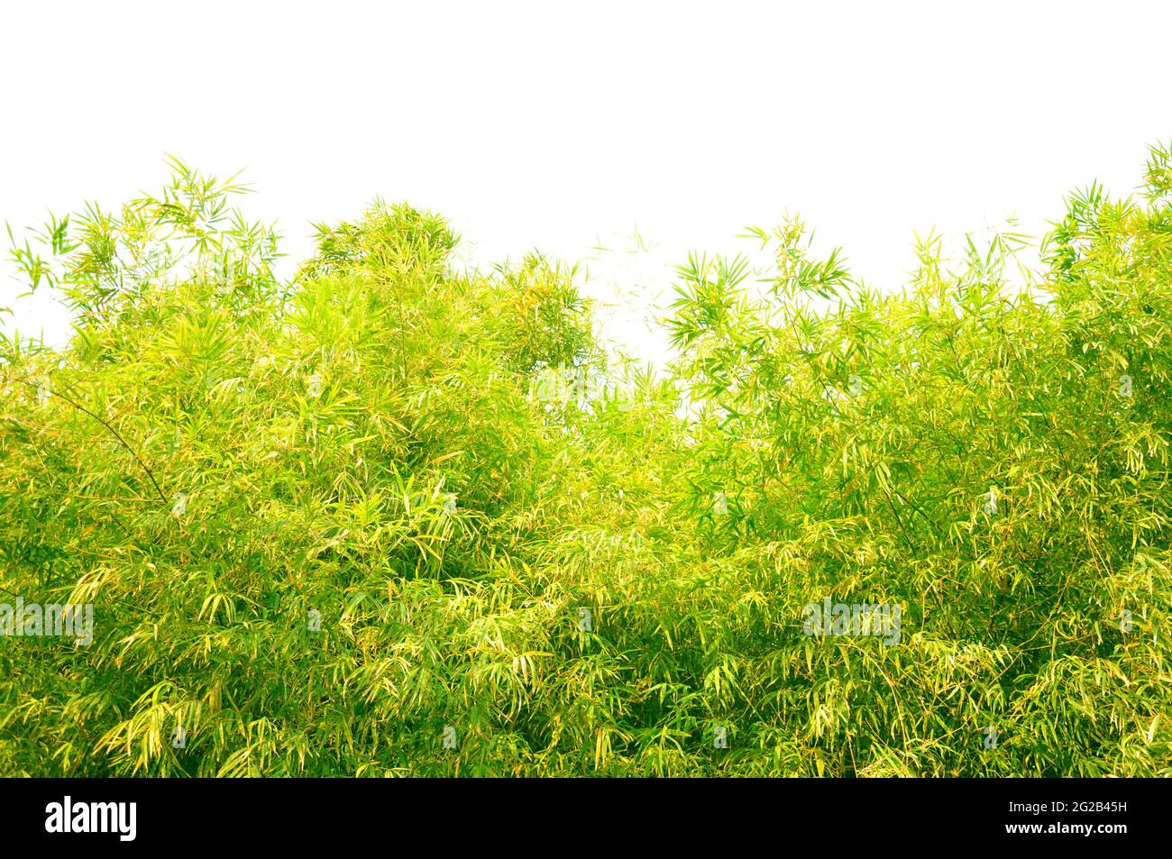 Green Bambo leaves Stock Photo - Alamy