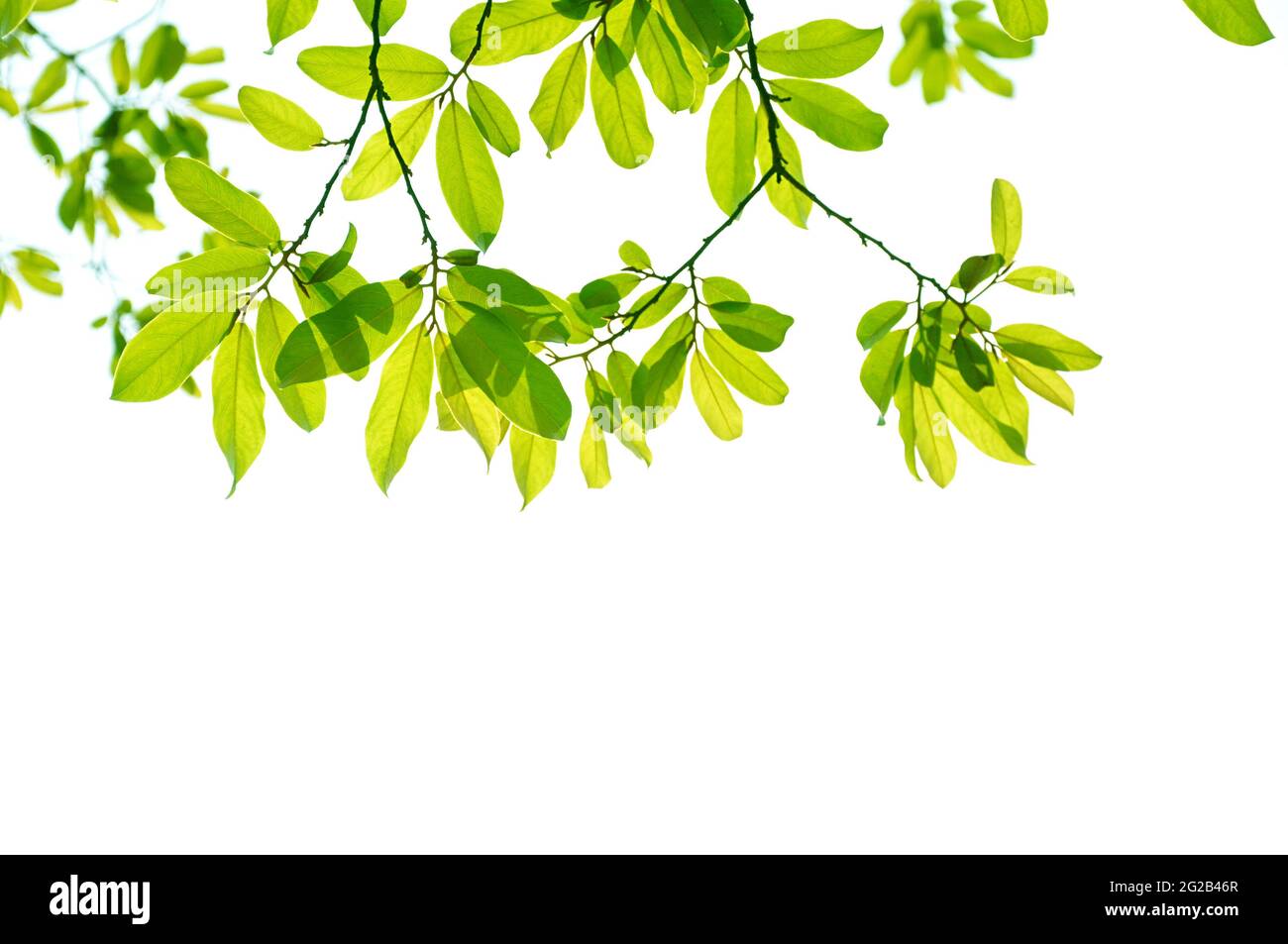 Yellow and green Leaf background Stock Photo - Alamy