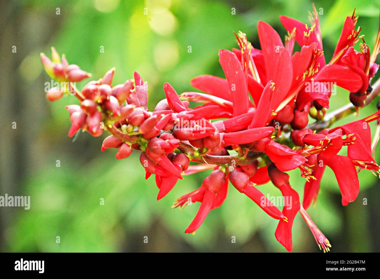 Spring blossom of exotic and tropical flora hi-res stock photography ...