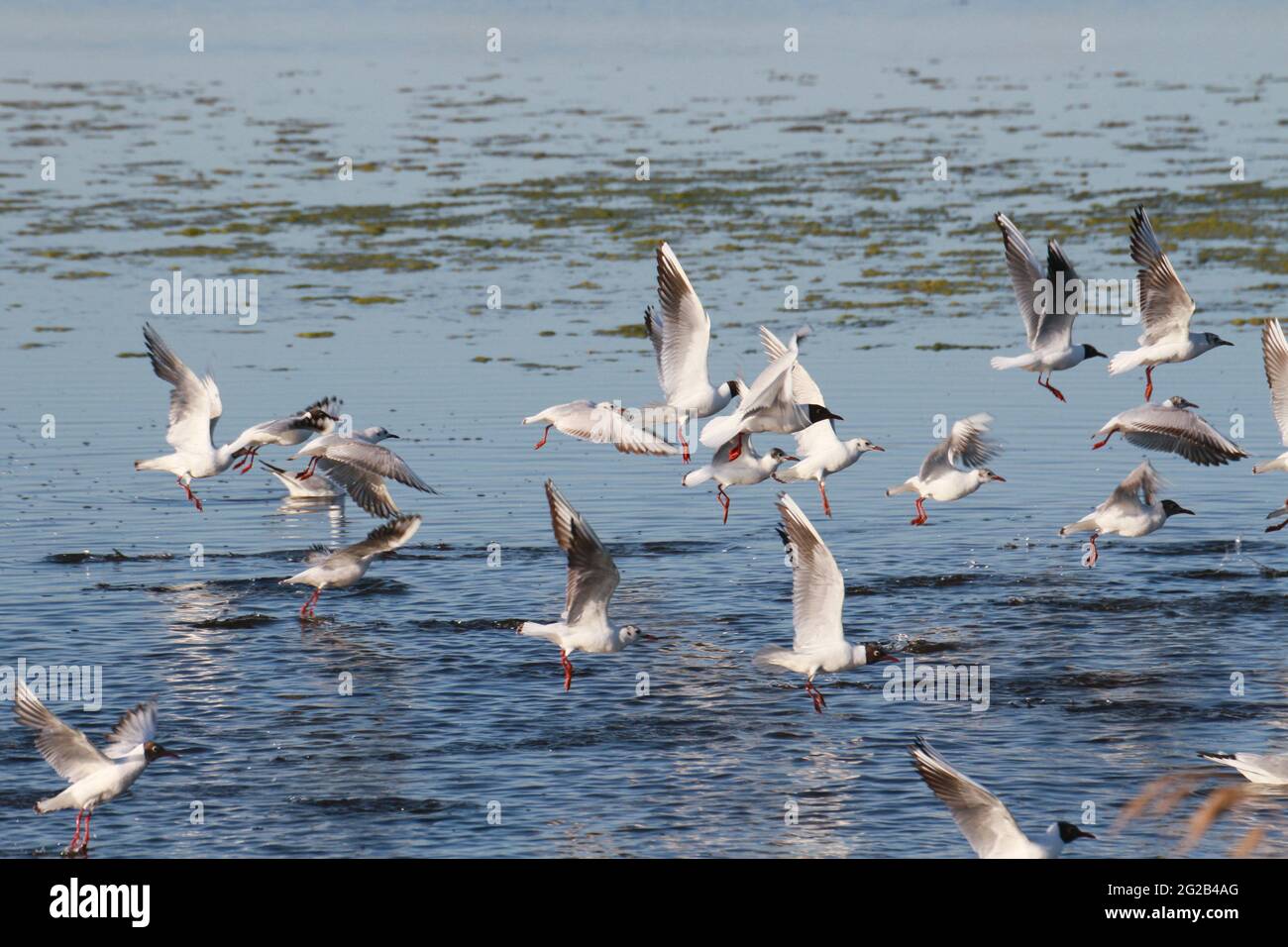 City of daqing hi-res stock photography and images - Alamy