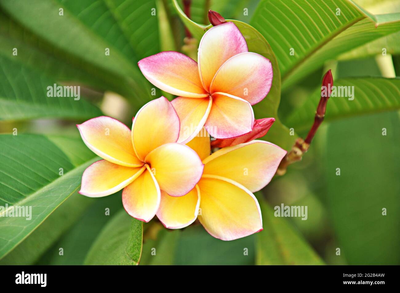 Romantic design beautiful leaf hi-res stock photography and images - Alamy