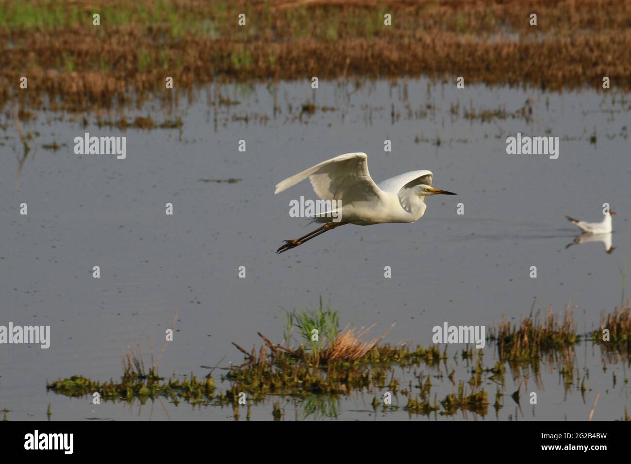 City of daqing hi-res stock photography and images - Alamy