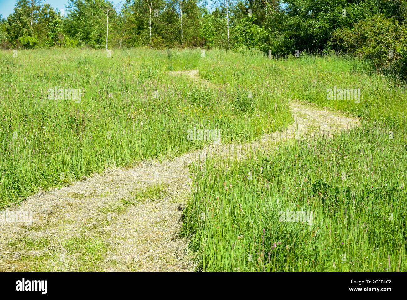 Winding path outside cut through long grass fors hikers to walk through ...
