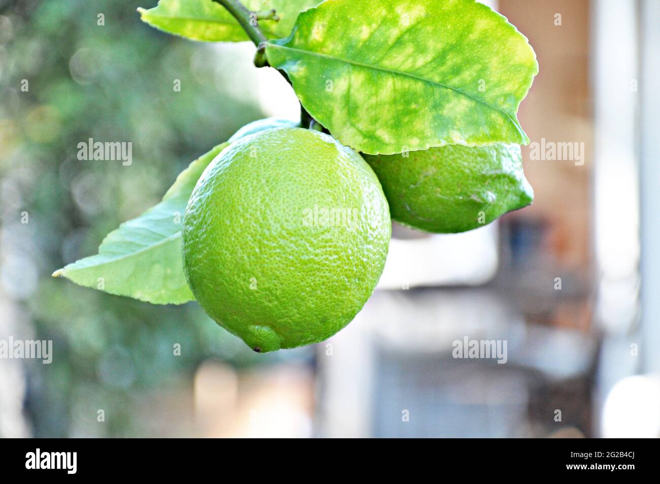 Mature lemons branch hi-res stock photography and images - Alamy