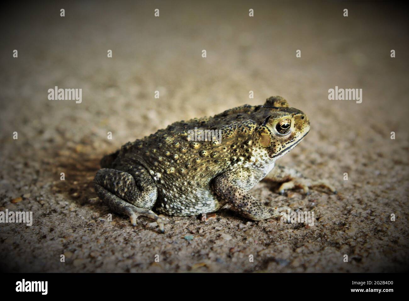 African common toad hi-res stock photography and images - Alamy