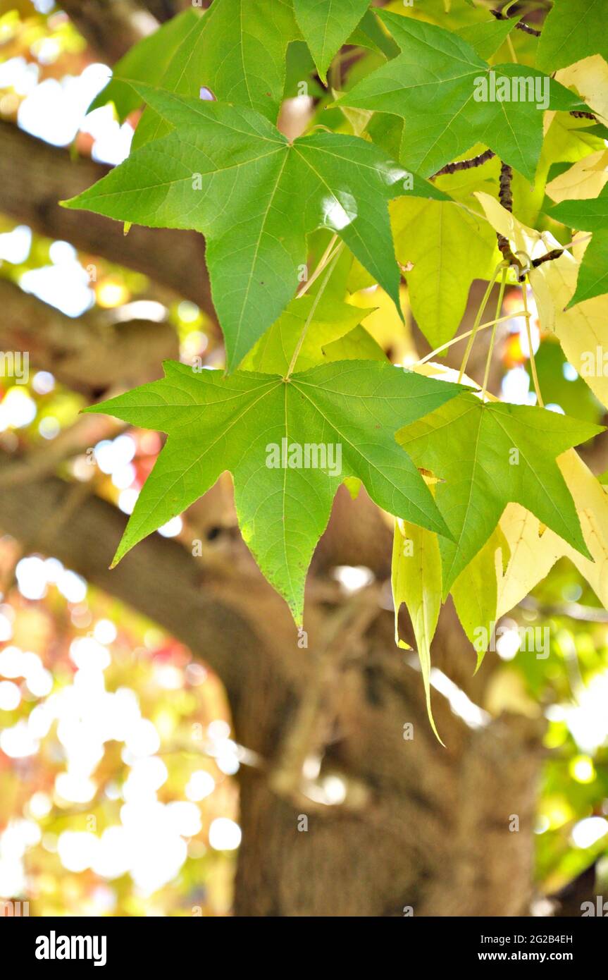 Liquid amber tree hi-res stock photography and images - Alamy