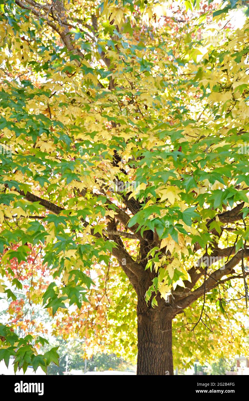 Liquid amber tree hi-res stock photography and images - Alamy