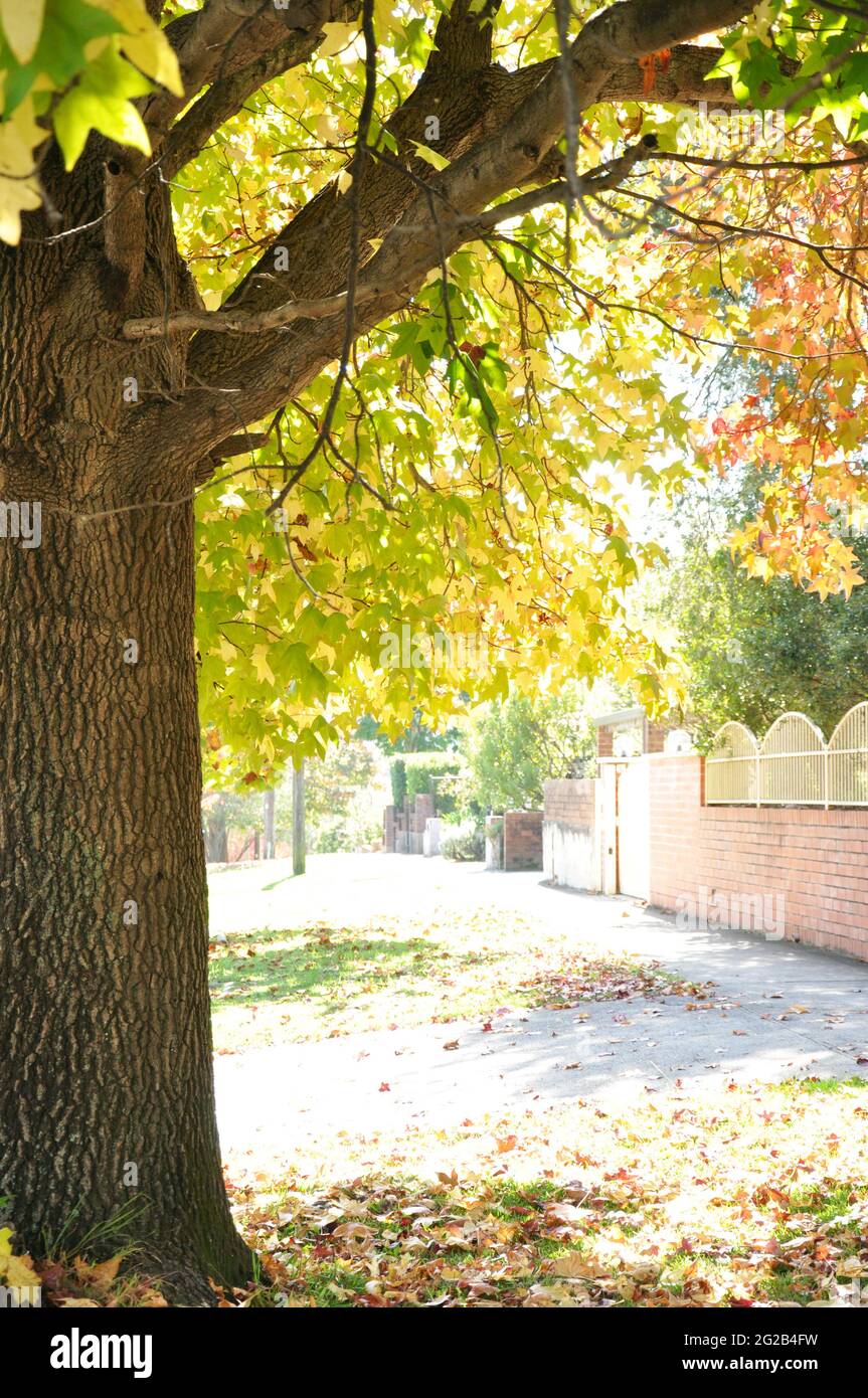 Liquid amber tree hi-res stock photography and images - Alamy