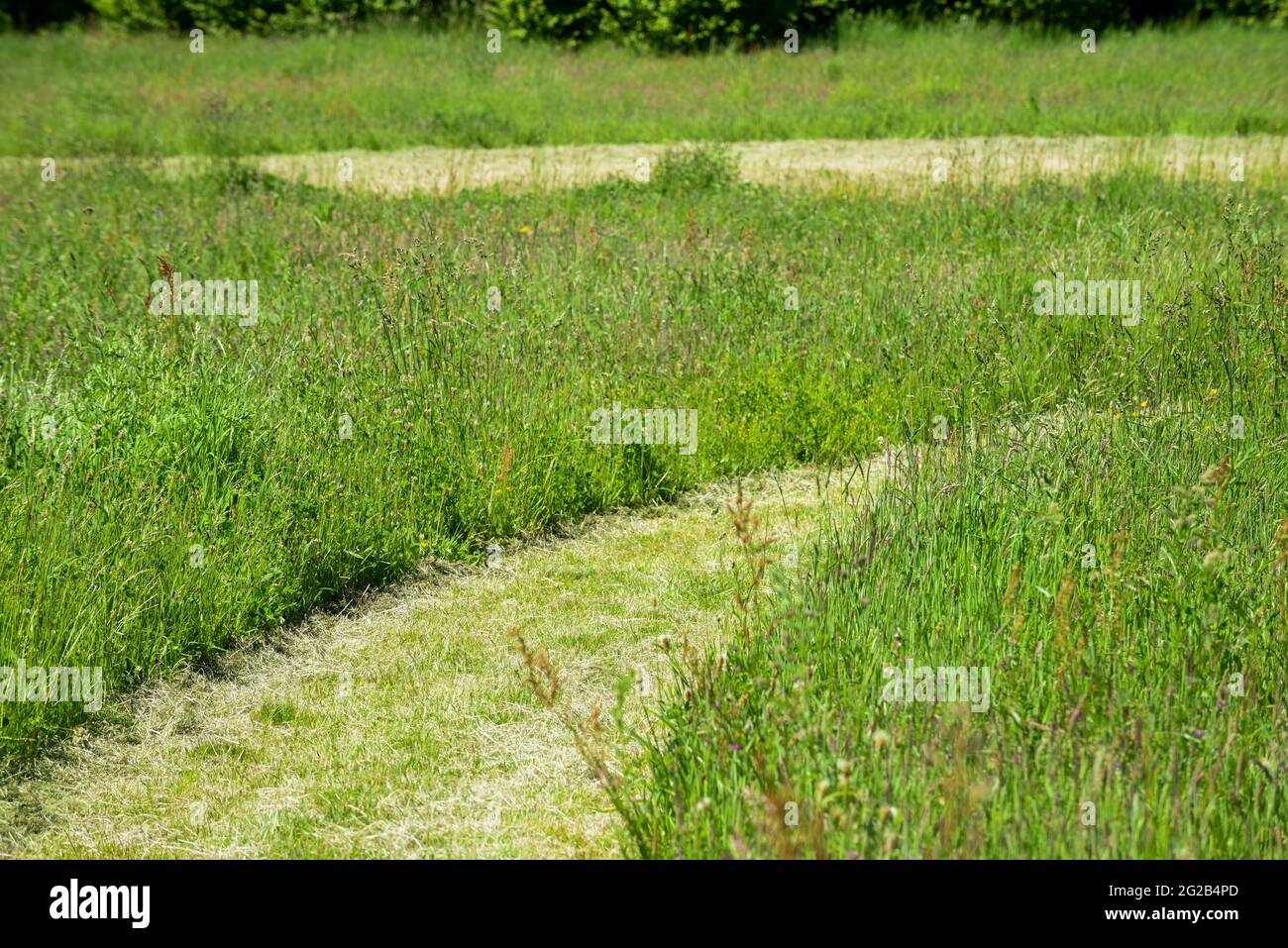 Winding path outside cut through long grass fors hikers to walk through ...