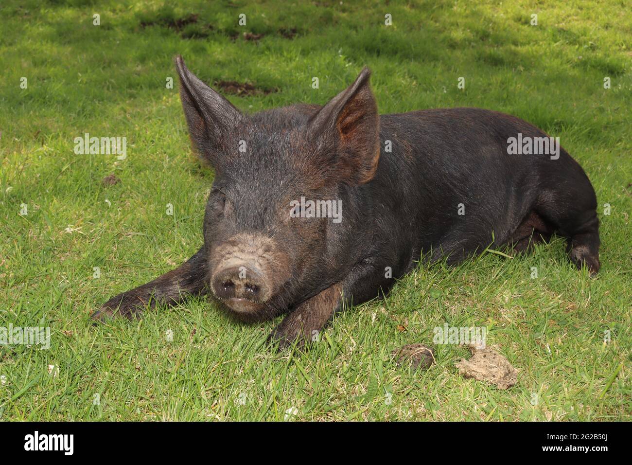 Snout in the trough hi-res stock photography and images - Alamy