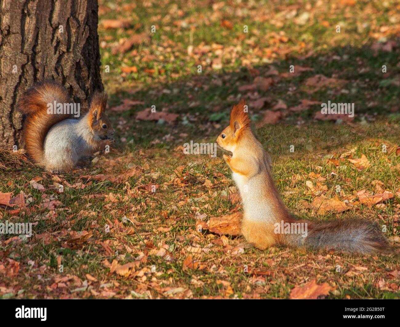 Fluffy squirrel in autumn hi-res stock photography and images - Alamy