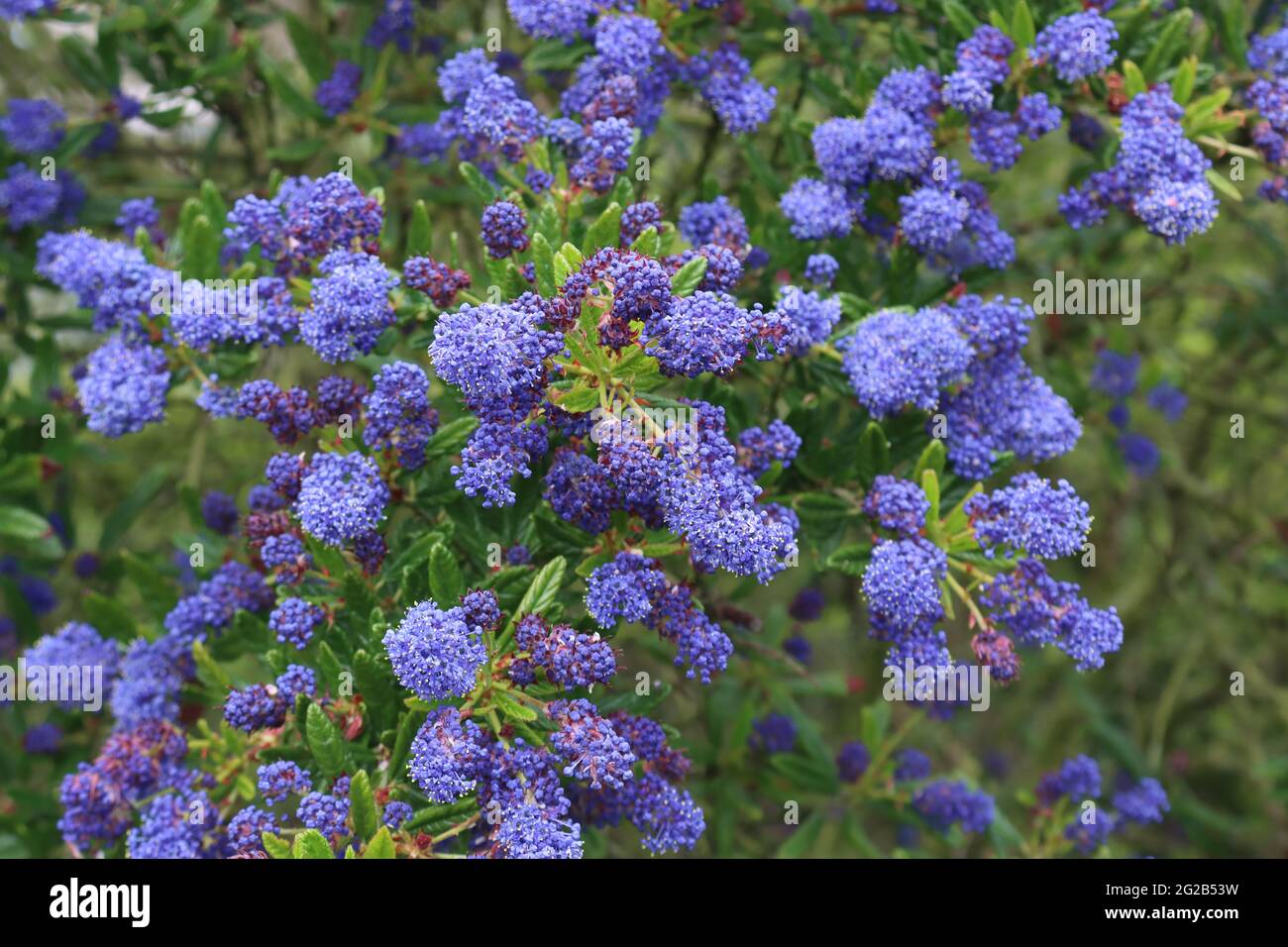 Ceanothus Blue High Resolution Stock Photography and Images - Alamy