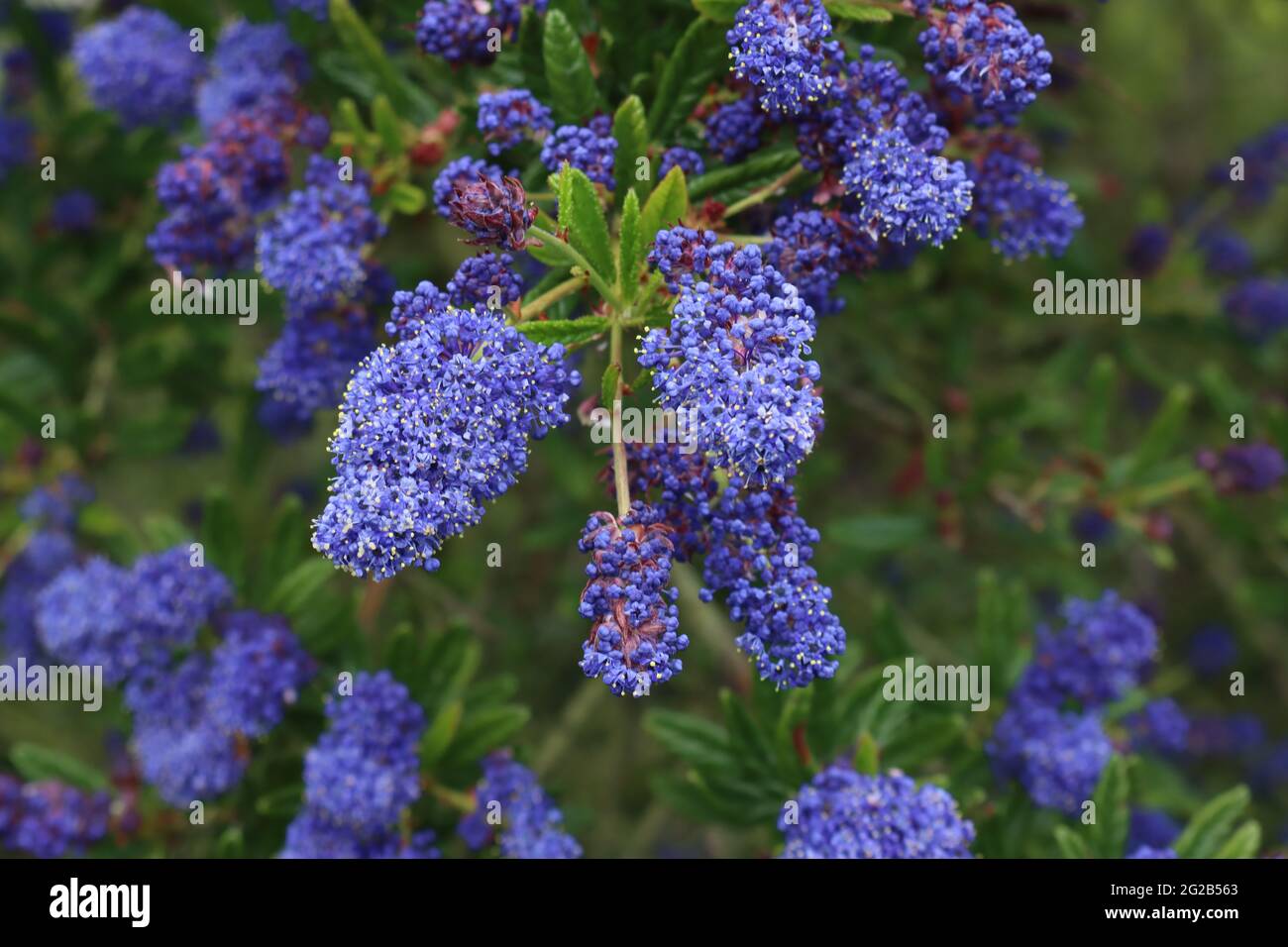 Ceanothus Blue High Resolution Stock Photography and Images - Alamy
